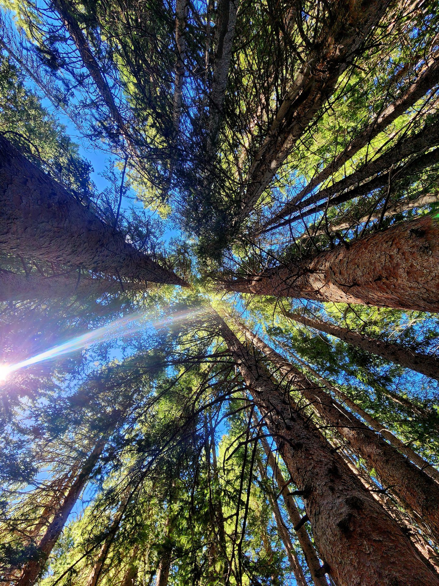 What is Forest Bathing? - Forest Bathing Finder